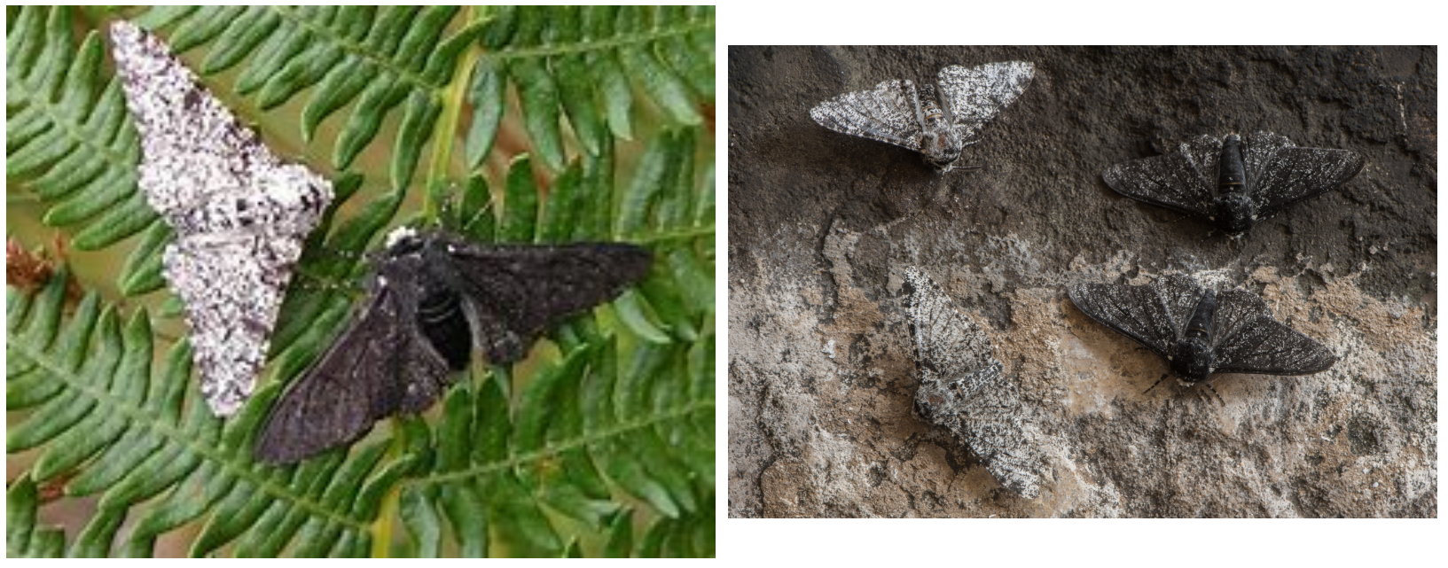 Scientists and Conservation - Stuart Wise | libcom.org