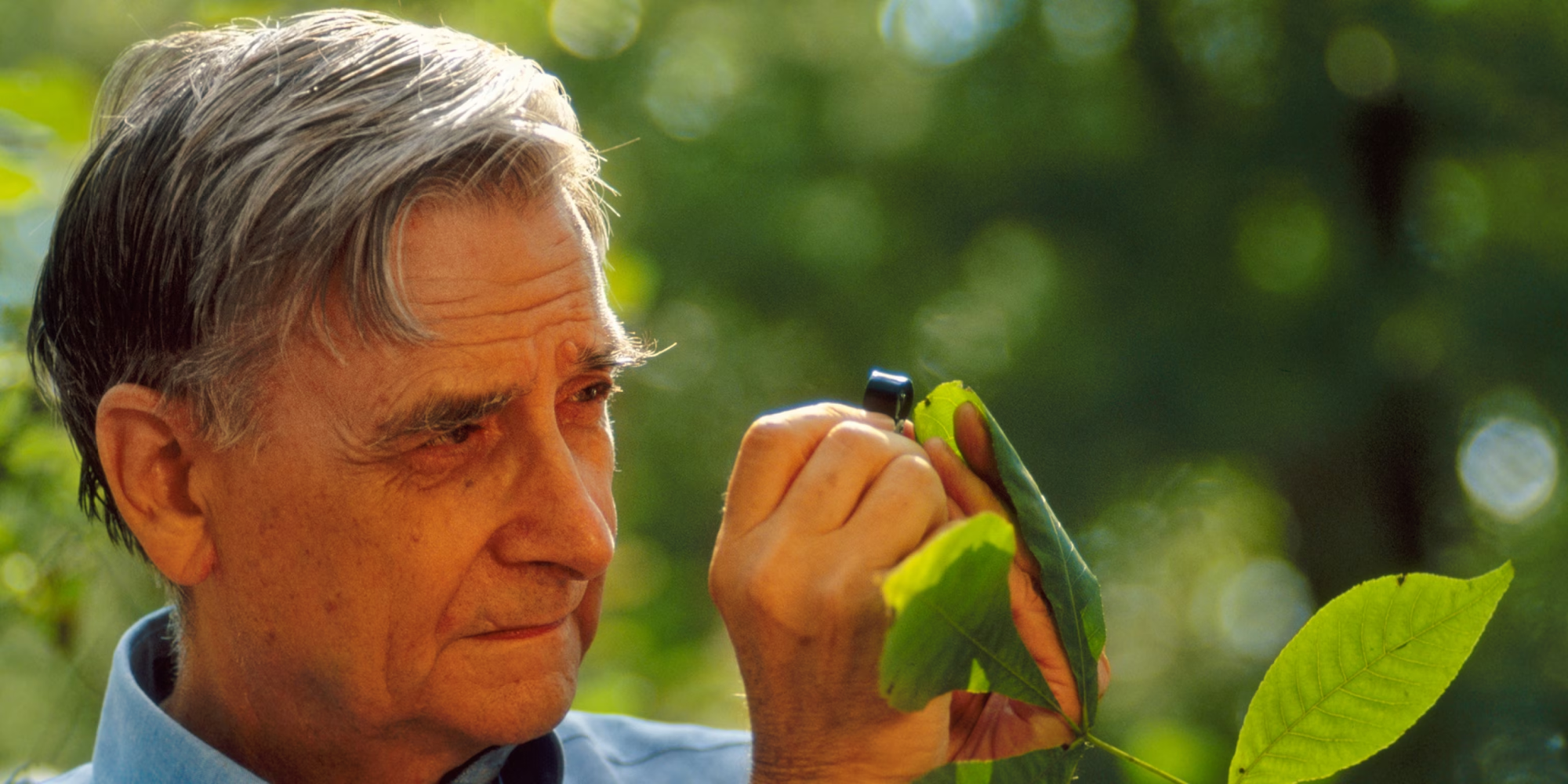A revolutionary critique of E O Wilson - Stuart Wise | libcom.org
