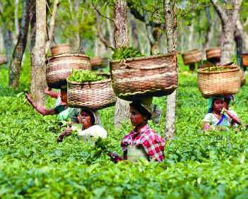 The life of tea workers is very difficult | libcom.org