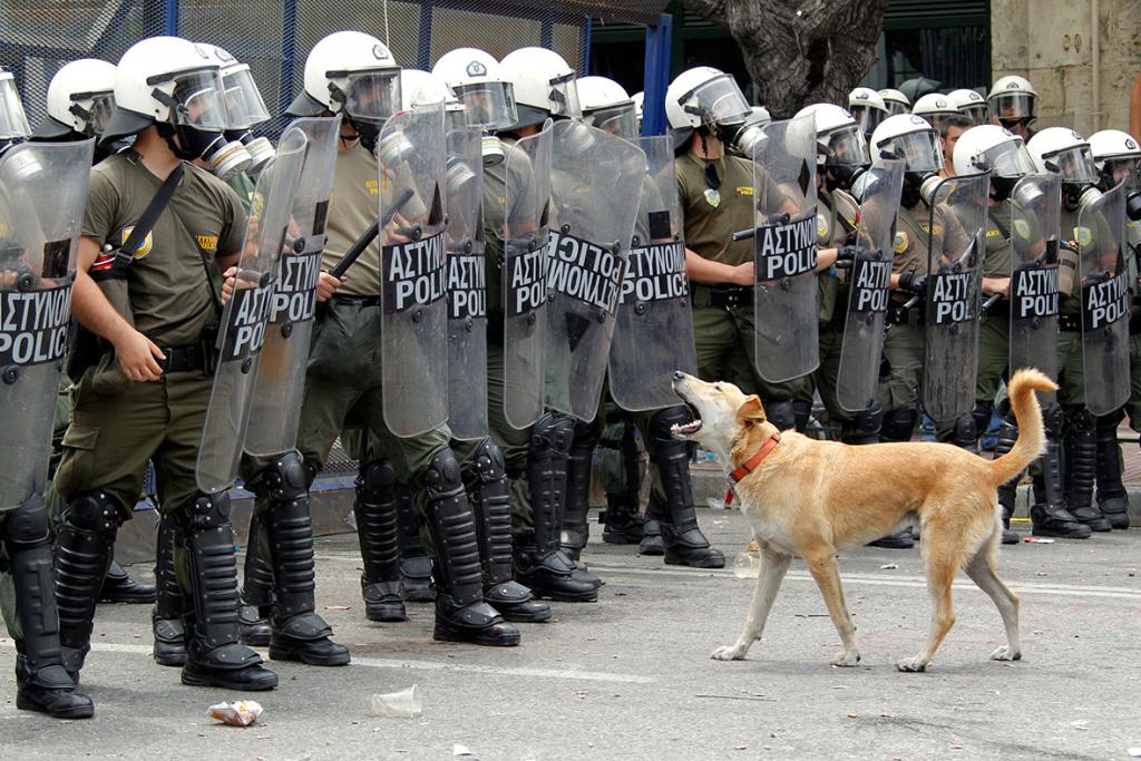 Loukanikos, the Greek anarchist dog, photo gallery | libcom.org