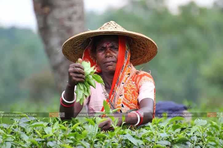 Tea workers: Poorest of the poor, in Bangladesh | libcom.org