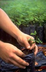 Gardening and food-growing guide | libcom.org