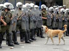 Loukanikos, the Greek anarchist dog, photo gallery | libcom.org